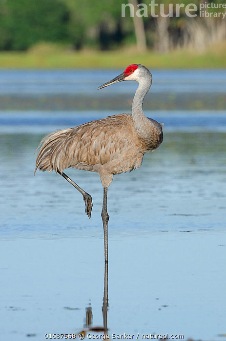 Stock photo of Sandhill crane (Grus canadensis) standing on one leg in ...