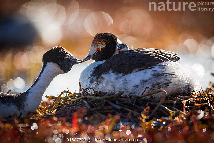 Stock photo of Hooded grebe (Podiceps gallardoi) pair, adult greeting ...