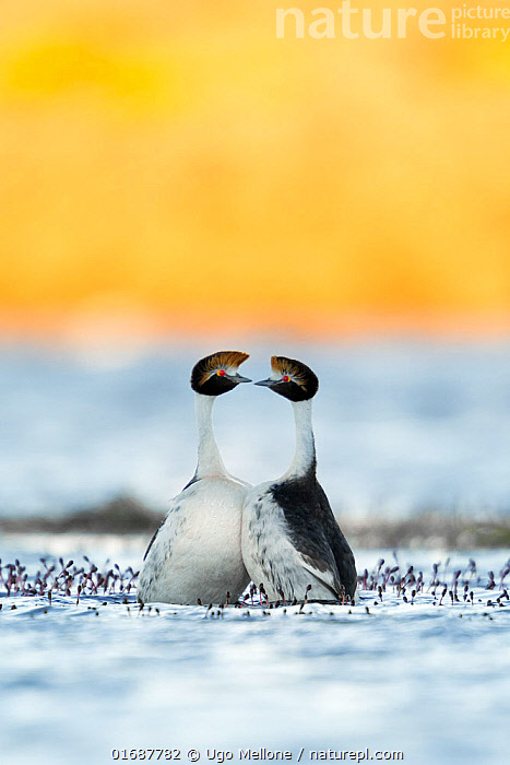 Stock photo of Hooded grebes (Podiceps gallardoi) pair dancing in ...