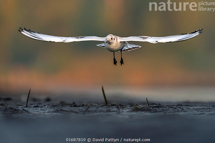 Stock photo of Black-headed gull (Chroicocephalus ridibundus) landing ...