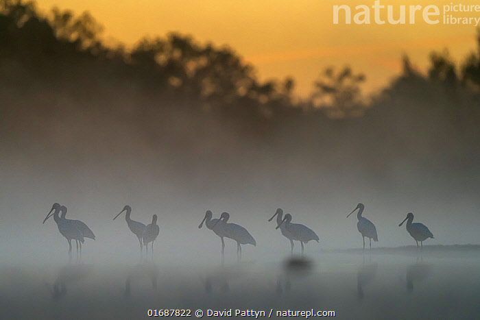 Stock photo of Group of Spoonbill (Platalea leucorodia) in shallow pond ...