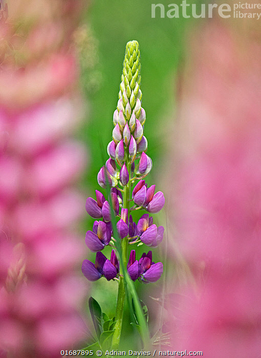 Stock photo of Garden lupin (Lupinus polyphyllus) Terwick Church Fields ...