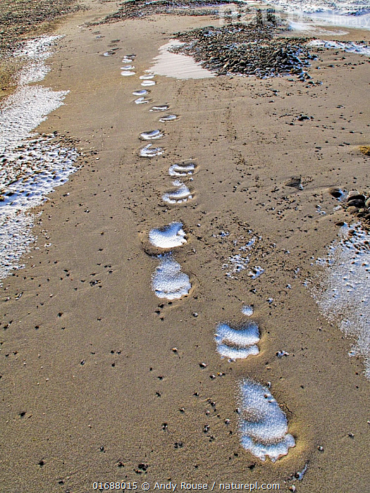 Stock photo of RF - Polar bear footprints on beach, Seven Islands ...