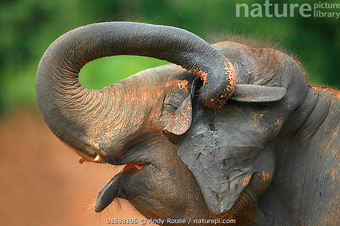 Stock photo of RF - Asian elephant (Elephus maximus) portrait of ...