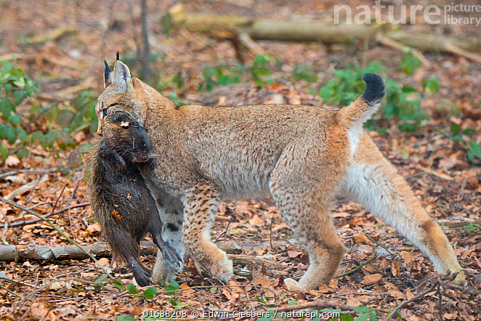 Stock photo of Eurasian lynx (Lynx lynx) carrying dead Nutria ...