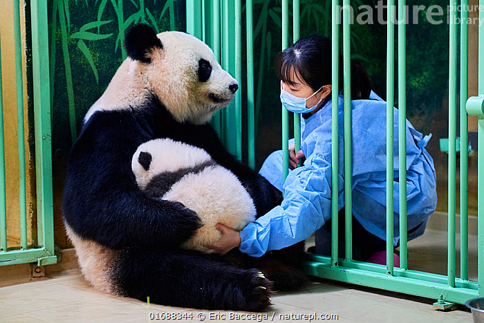 Stock photo of Chinese keeper, Mao Min, helping Giant panda (Ailuropoda ...