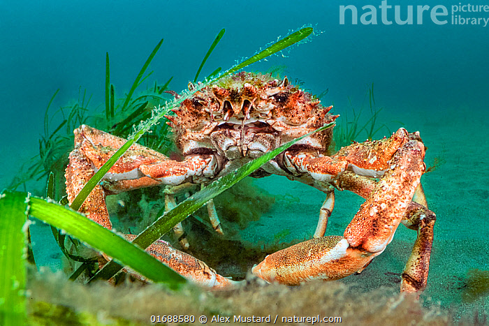 Stock photo of RF - Large male Spider crab / Cornish king crab (Maja ...