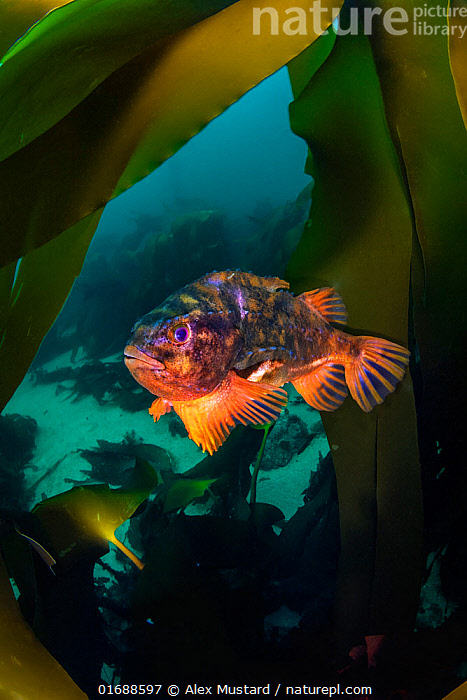 Stock photo of Male Lumpsucker (Cyclopterus lumpus) swimming through ...