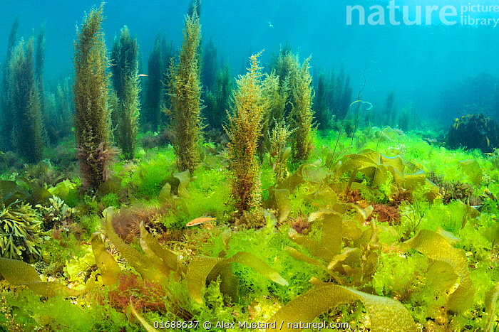 Stock photo of Juvenile Pollack (Pollachius pollachius) swimming ...