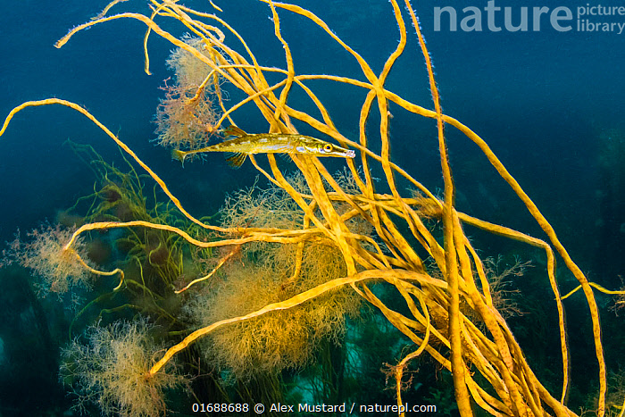 Stock photo of Male Fifteen spined stickleback / Sea stickleback ...