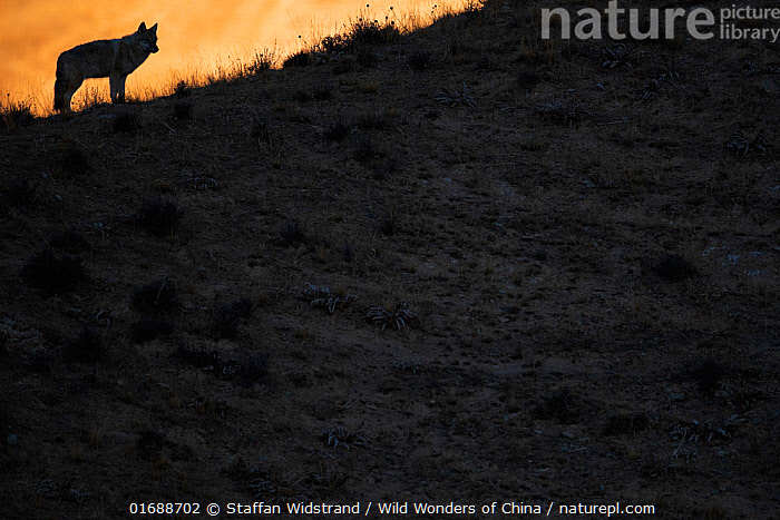 Stock photo of Tibetan wolf (Canis lupus filchneri) silhouette at dusk ...