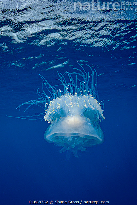 Stock photo of Crown jellyfish (Cephea cephea) floating near surface ...