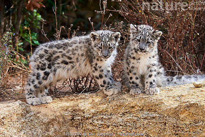 Snow Leopards Cubs In Snow