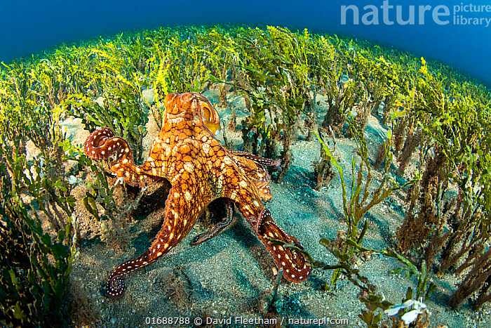 Stock photo of Day octopus (Octopus cyanea) moving through a forest of ...