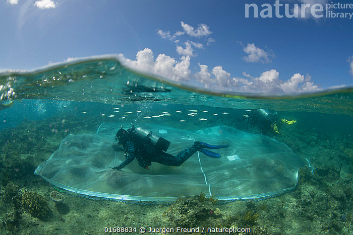 Stock photo of Professor Peter Harrison leading the team to attach ...
