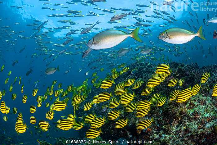 Stock photo of School of Stripeys (Microcanthus strigatus) swimming ...