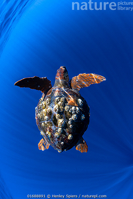 Stock photo of Loggerhead turtle (Caretta caretta) with a shell heavily ...