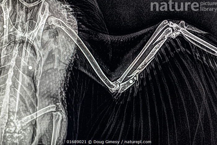 X Ray Of Bird Wing Detailed Examination Of Bird Wing Bones Showcasing