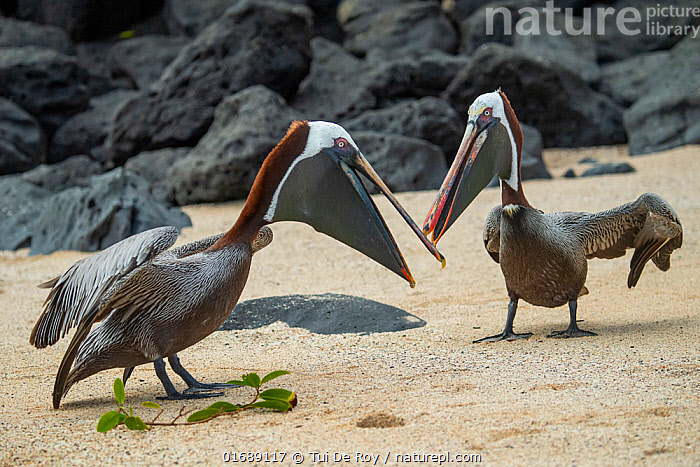 Stock photo of Brown pelican (Pelecanus occidentalis) pair in breeding ...