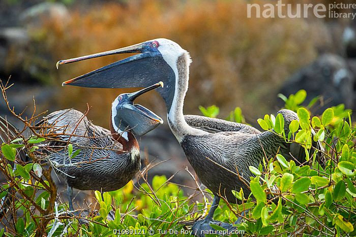 Stock photo of Brown pelican (Pelecanus occidentalis) pair in breeding ...