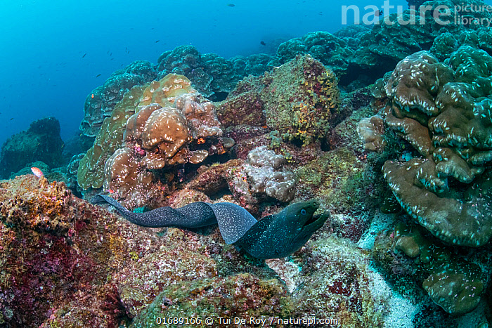 Stock photo of Fine spotted moray (Gymnothorax dovii) swimming on reef ...