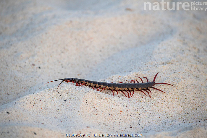 Stock photo of Galapagos centipede (Scolopendra galapagoensis) crawling ...