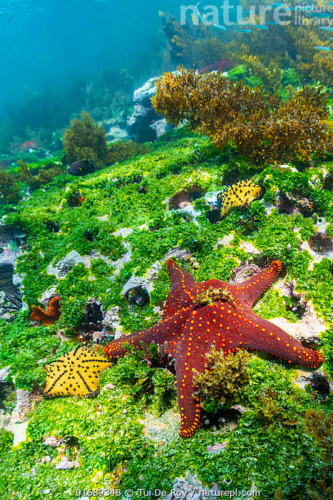 Stock photo of Panamic cushion star (Pentaceraster cumingi) and ...