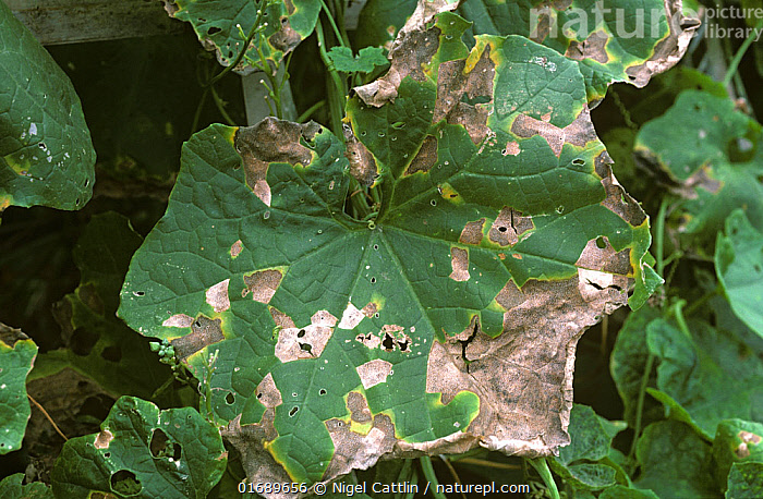 Stock photo of Cucurbit angular leaf spot (Pseudomonas syringae pv ...