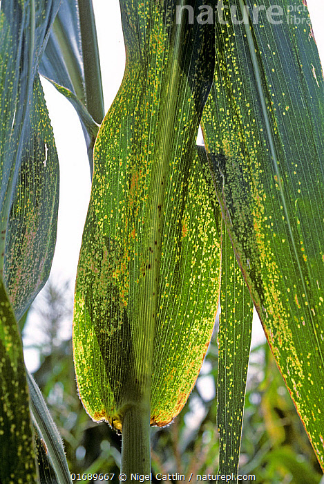 Stock photo of Maize eyespot (Kabatiella zeae) fungal disease infection ...