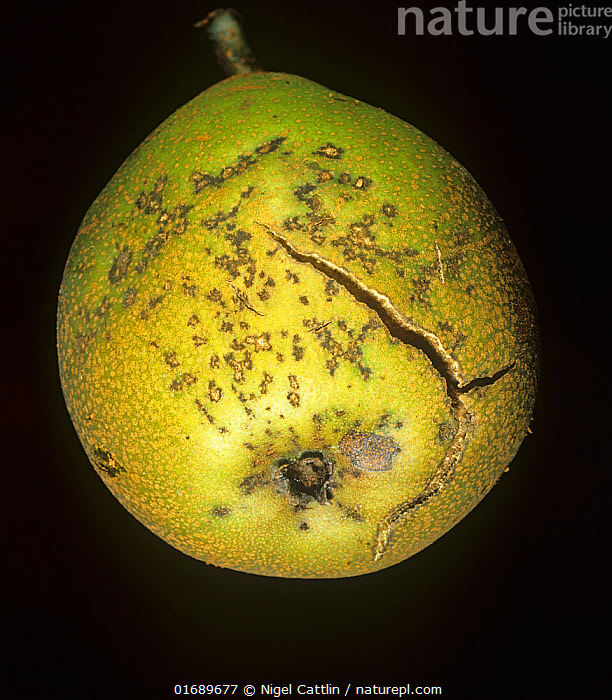 Stock photo of Pear scab (Venturia pyrina) fungal disease spotting and ...