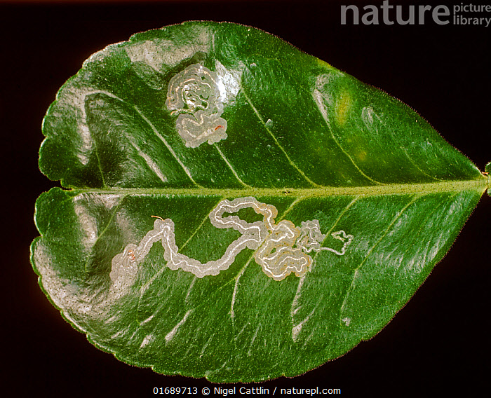 Stock photo of Citrus leaf miner (Phyllocnistis citrella) leaf mines ...