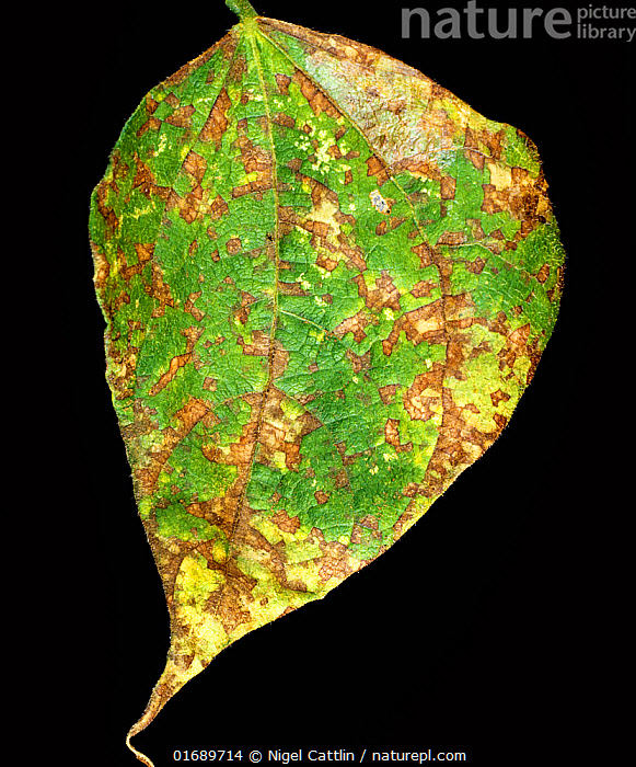 Stock photo of Angular leaf spot (Phaeoisariopsis griseola) lesions on Green bean…. Available ...