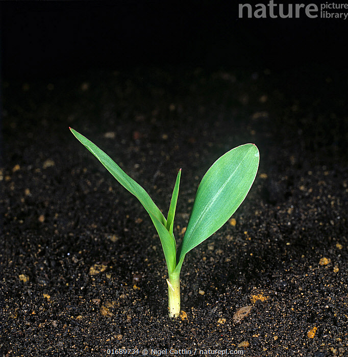 Seedling Corn Maize Plant