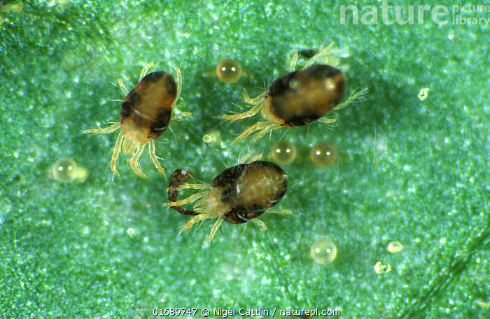 Stock photo of Photomicrograph of Two-spotted spider mites / Red spider ...