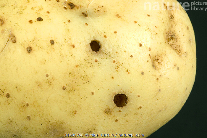 Stock photo of Holes in the surface of a Potato (Solanum tuberosum ...