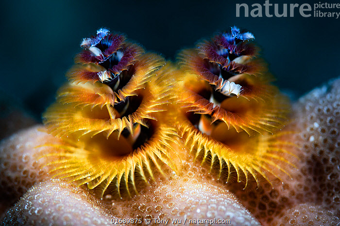 Stock photo of Feathery prostomial palps (mouth appendages) of ...