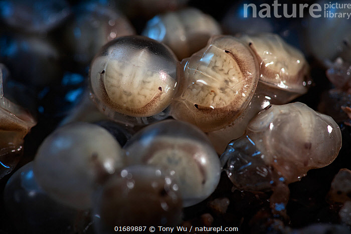 Stock photo of Developing embryos of Japanese horseshoe crabs ...