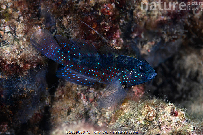 Stock photo of Starry goby (Asterropteryx semipunctata) in shallow ...