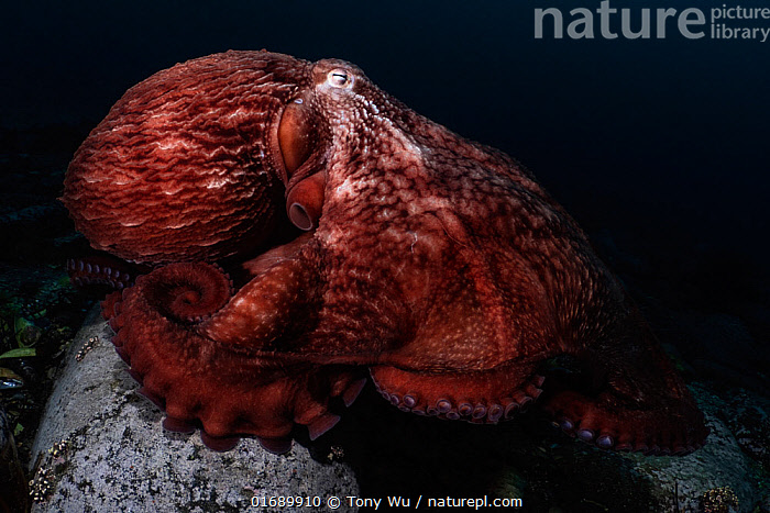 Stock photo of Giant Pacific octopus (Enteroctopus dofleini) gliding ...