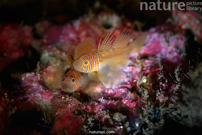 Stock photo of Pair of Priolepis latifascima gobies (Priolepis ...