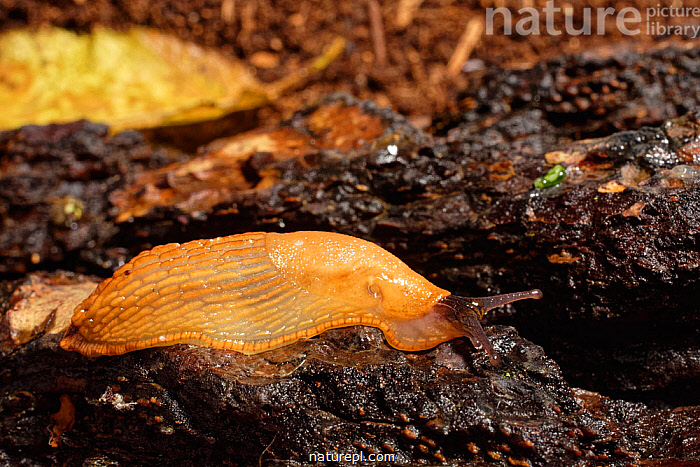 Stock photo of Durham / Green-soled slug (Arion flagellus), orange form ...
