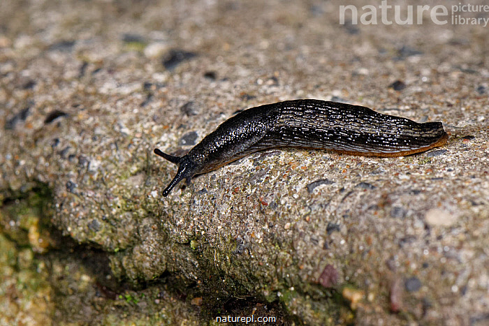 Stock photo of Garden slug / Blue-black soil slug (Arion hortensis ...