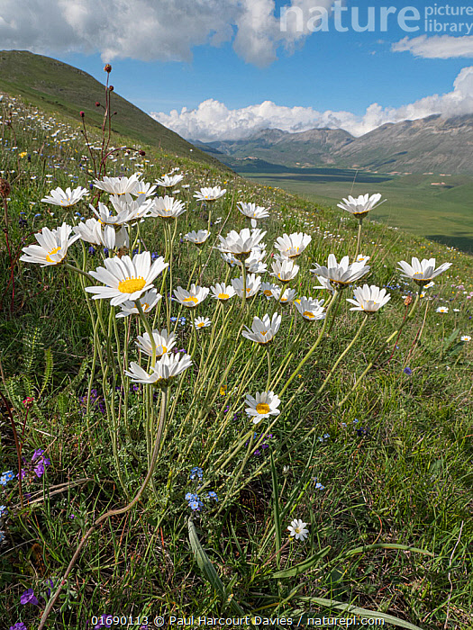 Stock photo of Cluster of Cretian mat daisy (Anthemis cretica) in ...