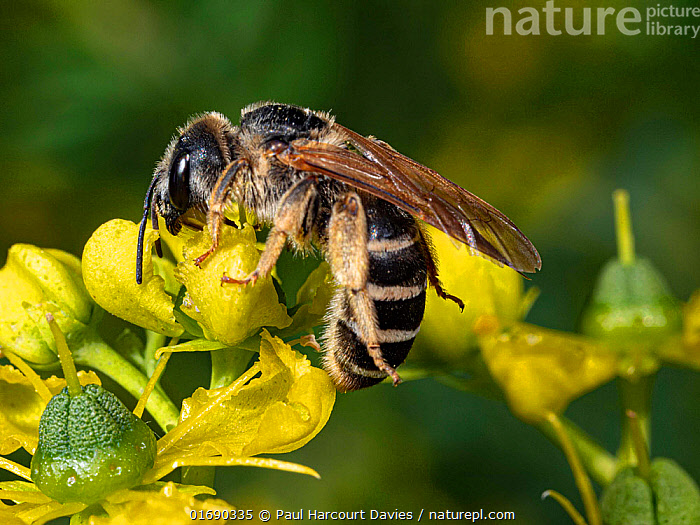 Stock photo of White-banded digger bee (Amegilla quadrifasciata ...