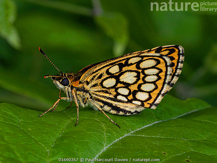 Stock photo of Large checkered skipper butterfly (Heteropterus morpheus ...