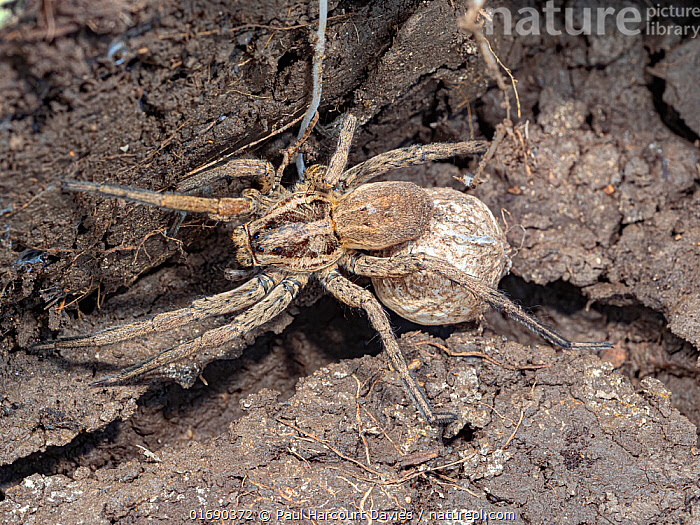Stock photo of Female Tarantula wolf spider (Lycosa tarantula) carrying ...