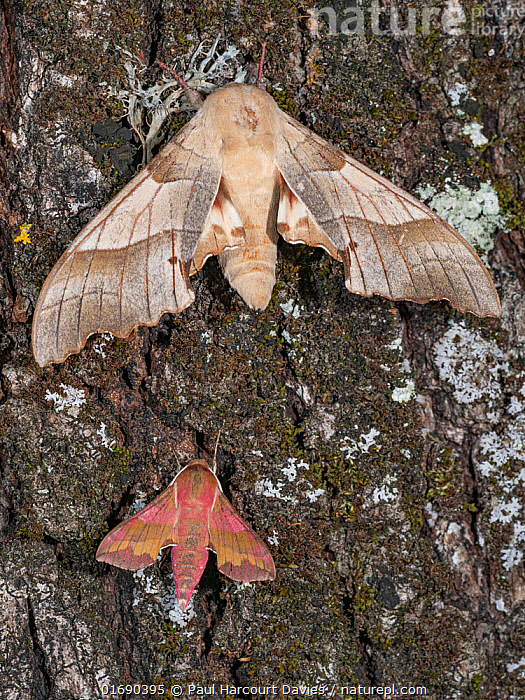 Stock photo of Oak hawk moth (Marumba quercus) with Small elephant hawk ...