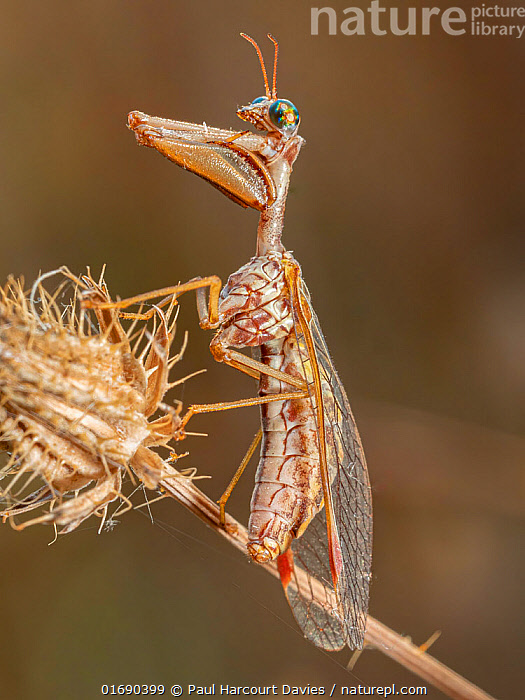 Stock photo of Styrian praying lacewing (Mantispa styriaca) resting on ...