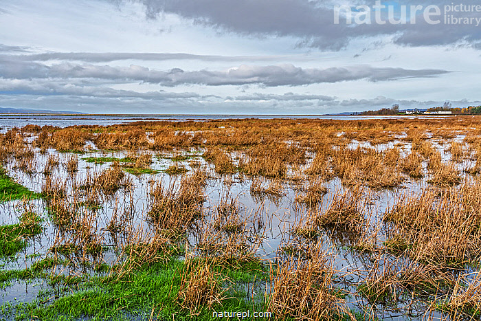 Stock photo of Flooding across River Dee Estuary saltmarsh during a ...