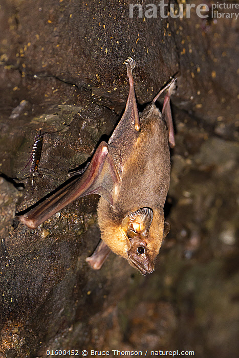 Stock photo of Coastal sheathtail bat (Taphozous australis) on rock ...